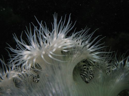 Metridium (California Academy of Sciences, Water Planet Gallery ...