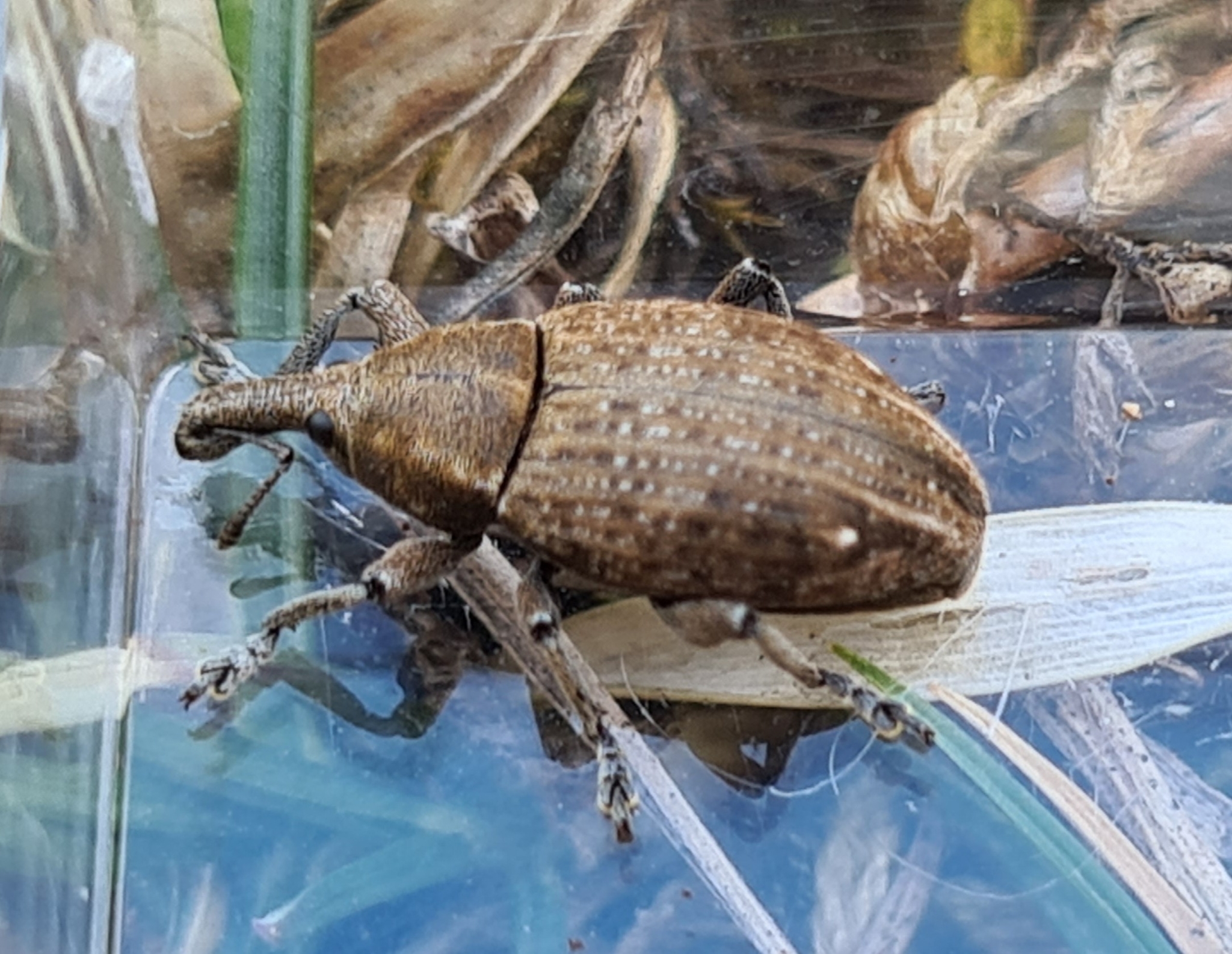 Lepyrus capucinus (J.G.Schaller, 1783)