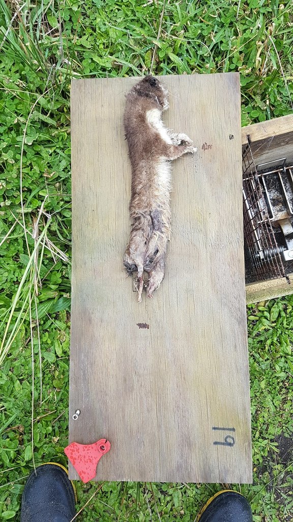 Eurasian Stoat from Sandy Bay on June 03, 2018 by Emily Roberts. Trap ...
