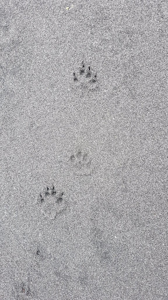 Eurasian Stoat from Sandy Bay on June 03, 2018 by Emily Roberts ...