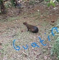 Central American Agouti from SECTOR BOSQUE MUNICIPAL - ZOOLOGICO DE ...