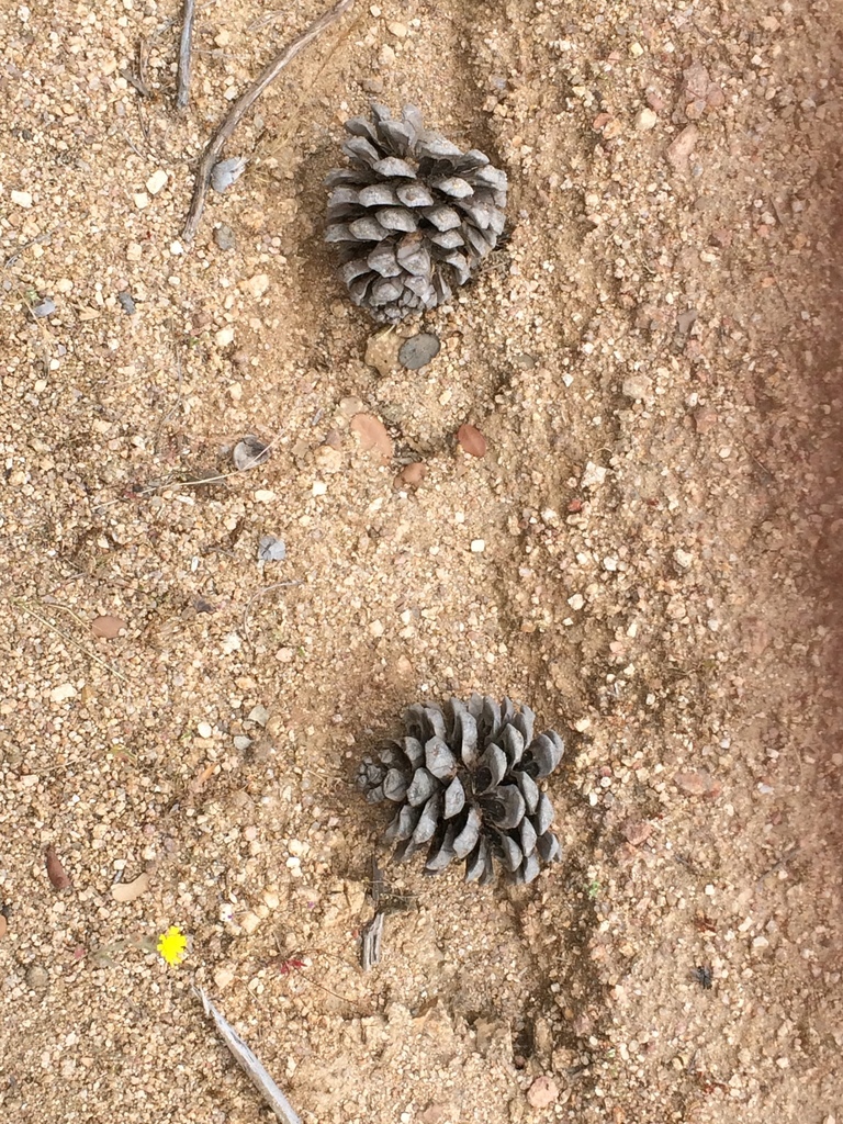Stone pine (Pinus pinea) - Botanical Realm