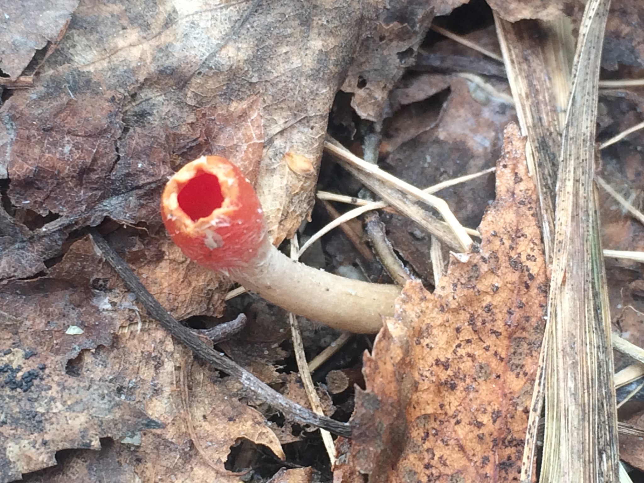 Microstoma protractum (Fr.) Kanouse