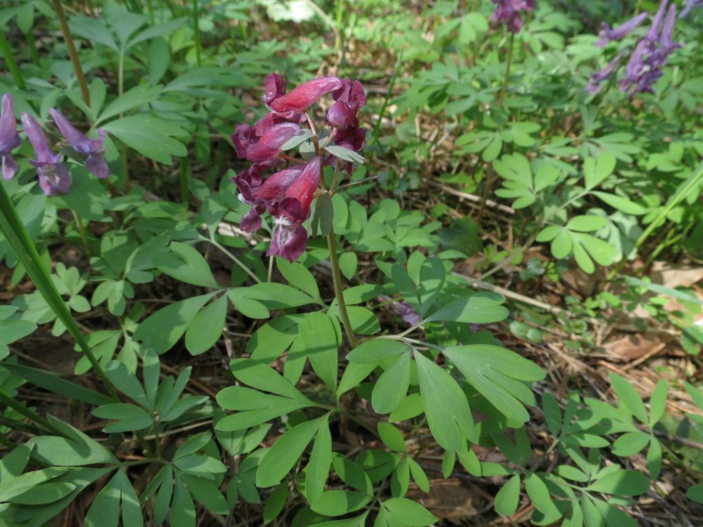 Bird-in-a-bush from Serpukhovskiy rayon, RU-MS, RU on April 29, 2022 at ...