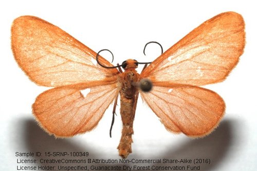 Eubaphe lobula · iNaturalist