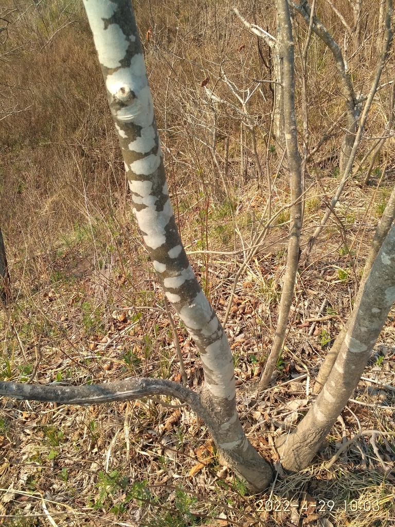 (Fraxinus chinensis rhynchophylla) - Botanical Realm