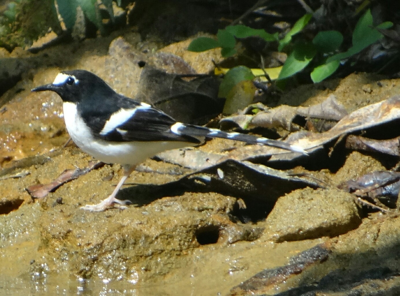 Enicurus immaculatus (Hodgson, 1836)