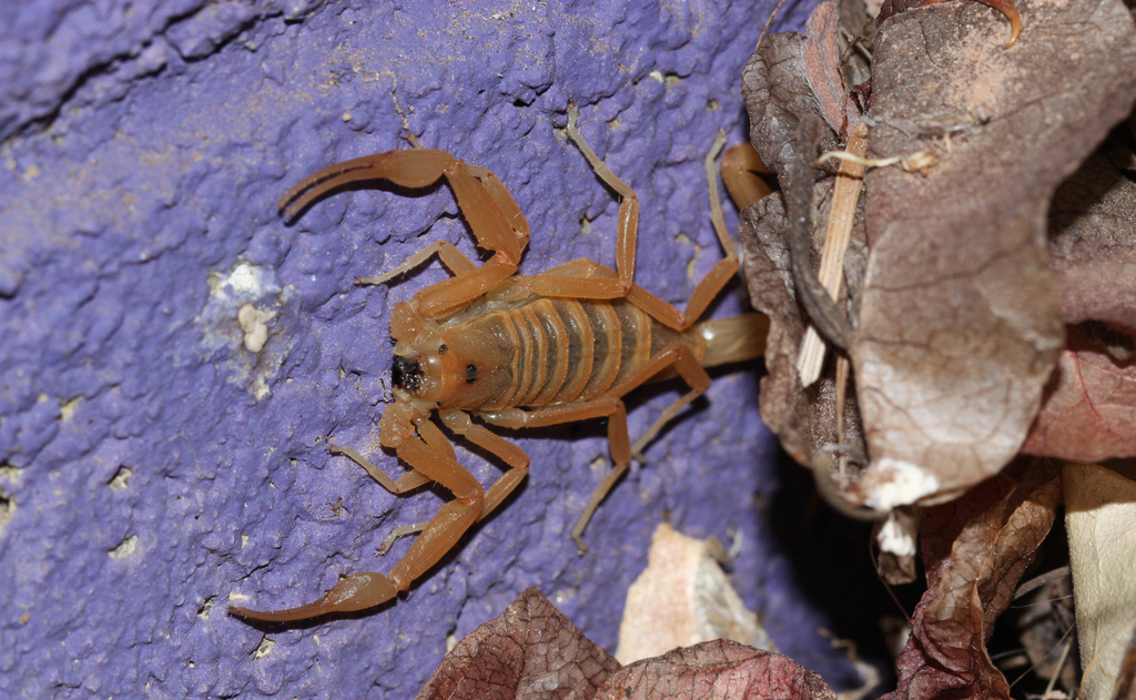 Arizona Bark Scorpion from Shadow Rock Estates, Phoenix, AZ, USA on ...