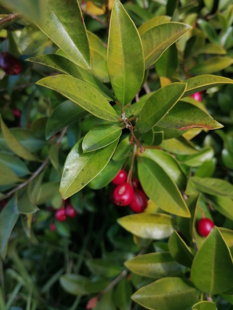 Waterberries from Youngsfield, Cape Town, 7700, South Africa on April ...