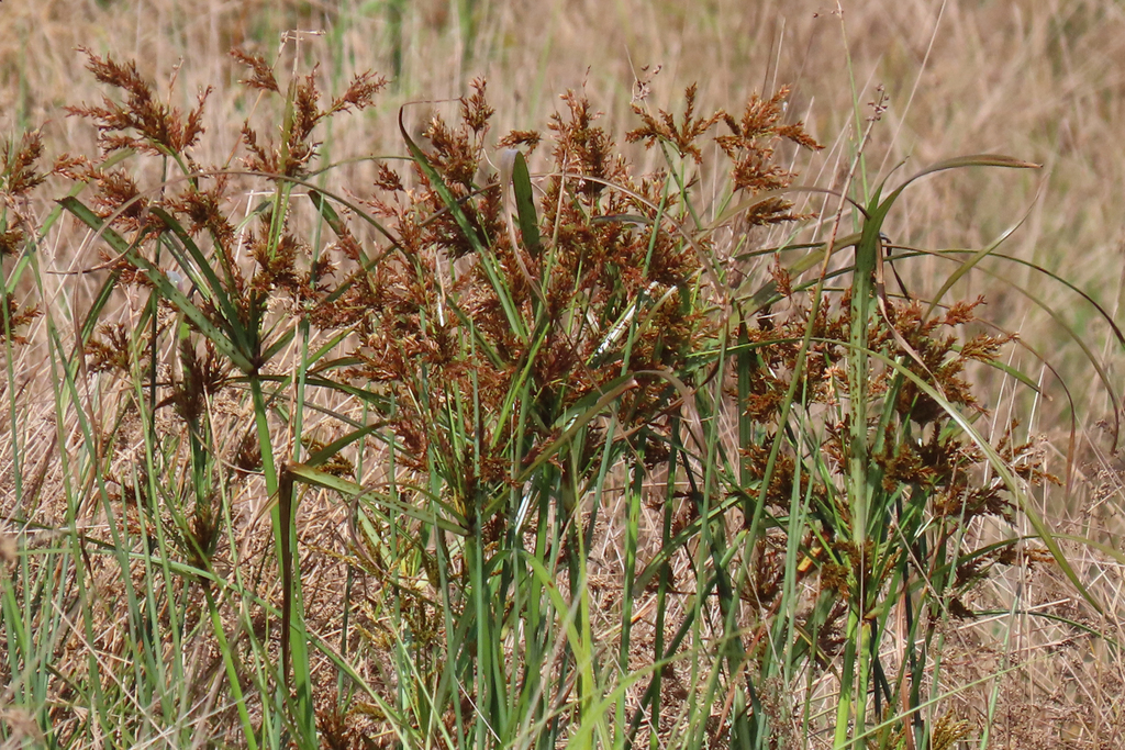 Giant Sedge from Jerrabomberra Wetlands, ACT, Australia on April 25 ...