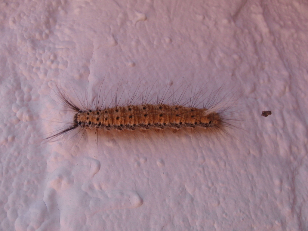 Tussock Moths from Oshikoto, Namibia on May 27, 2010 at 06:33 AM by ...