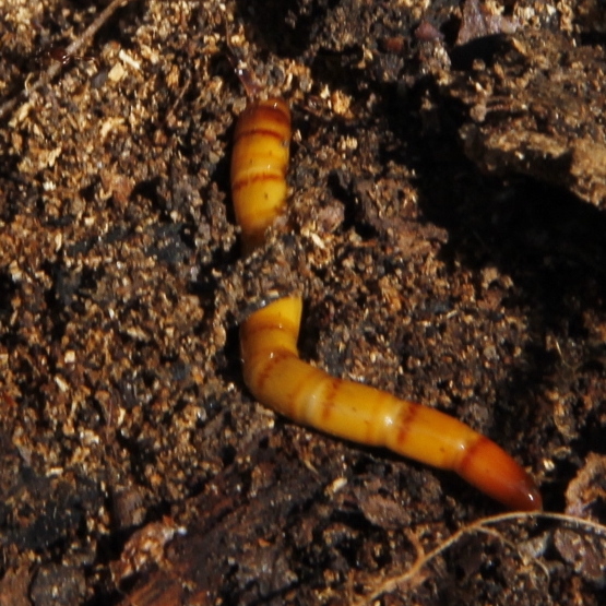 Tenebrio molitor Linnaeus, 1758