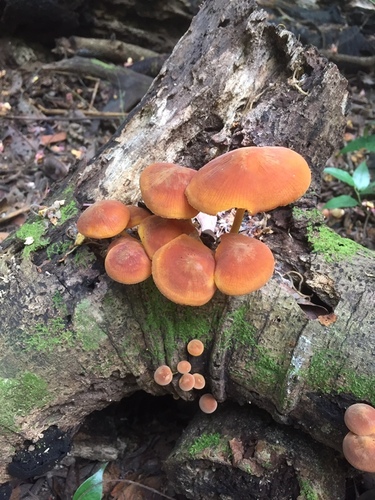 Heimiomyces tenuipes (hongos y líquenes FACBA EJEMPLO) · iNaturalist