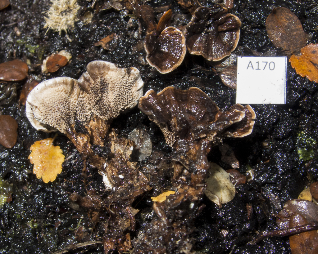 Phellodon plicatus from St Arnaud, Lake Rotoiti on May 14, 2015 by ...