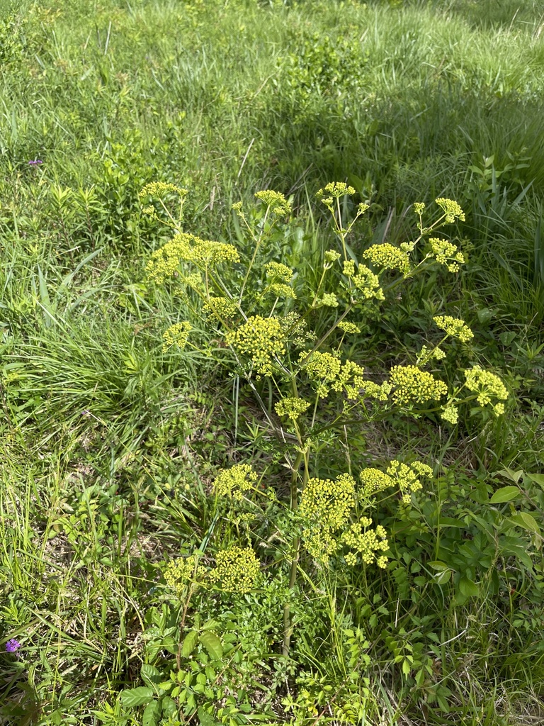 Texas Prairie Parsley from Memorial Park Conservancy, Houston, TX, US ...