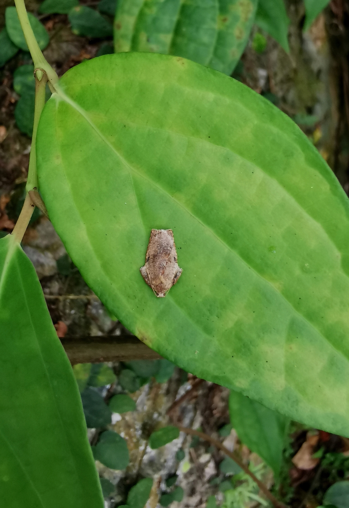 Homona coffearia (Nietner, 1861)