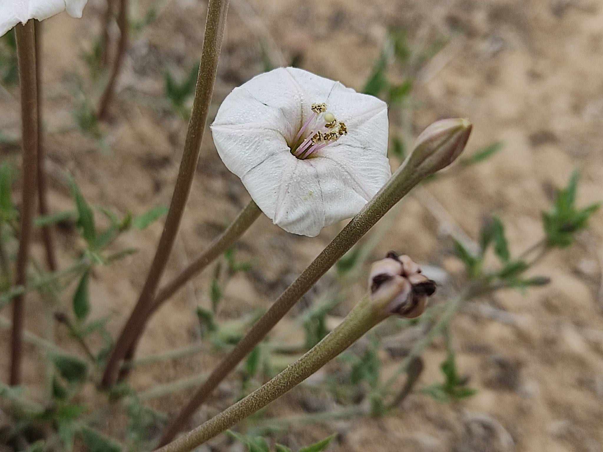 Acleisanthes longiflora A.Gray