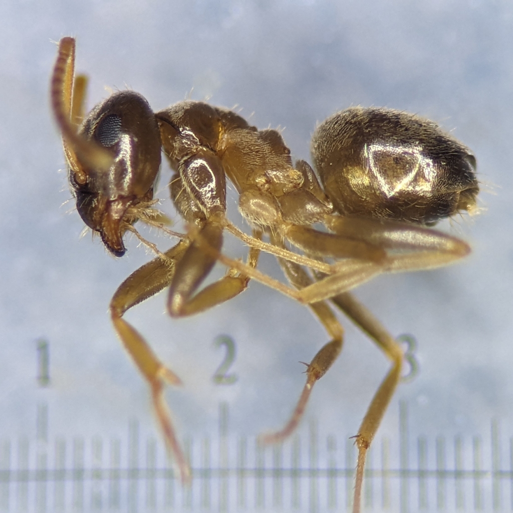 Invasive Garden Ant from Rda Guinardó-Telègraf, 08041 Barcelona, Spain ...