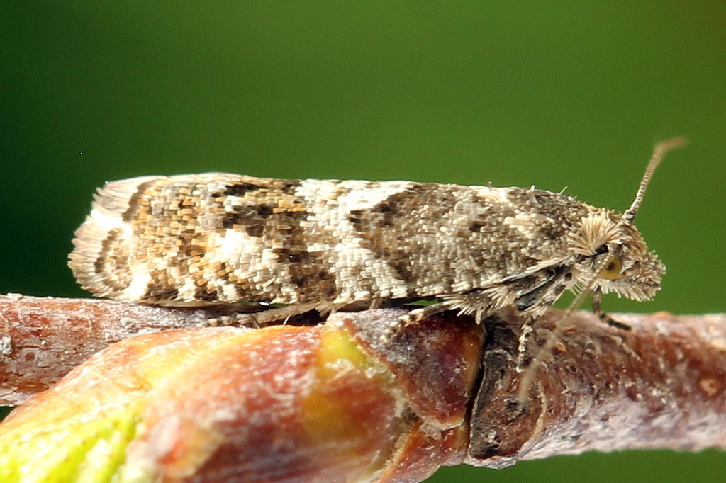 Dingy Spruce Bell from Жуково, Московская обл., Россия, 140162 on April ...
