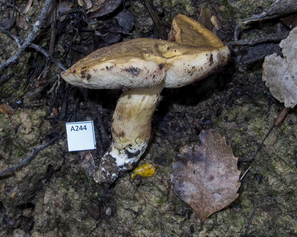 Boletoideae from Eastbourne on May 16, 2015 by Jerry Cooper · iNaturalist