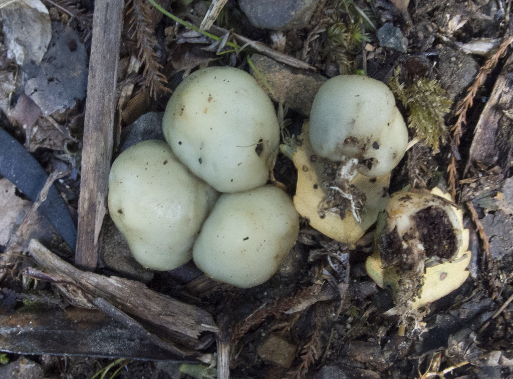 Psilocybe weraroa from Eastbourne on May 16, 2015 by Jerry Cooper ...