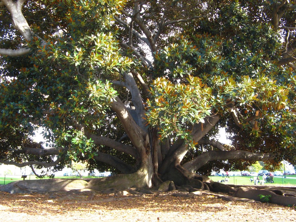 Moreton Bay fig from Balboa park, San Diego, CA, USA on November 30 ...