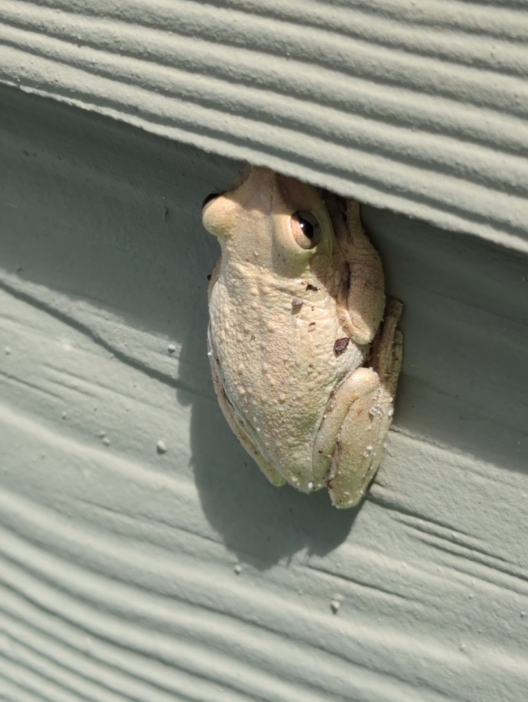 Cuban Tree Frog from High Springs, FL 32643, USA on April 29, 2022 at ...