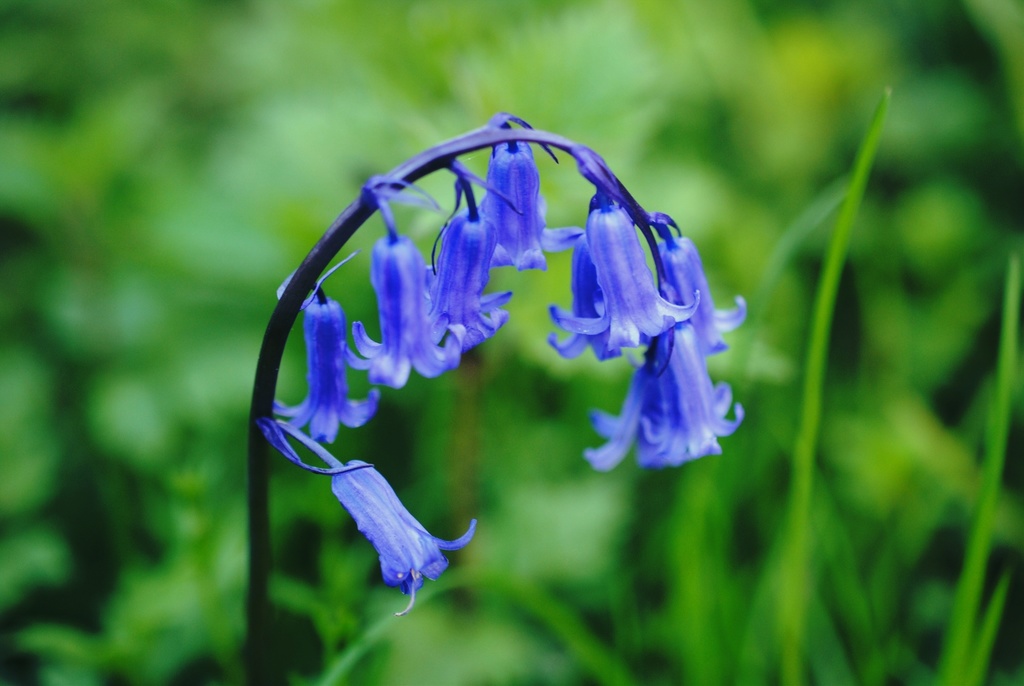 bluebell from Derry, Northern Ireland, GB on May 23, 2015 by ...