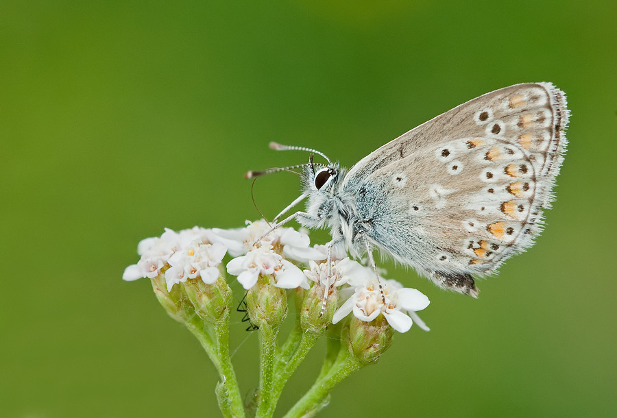 Northern Brown Argus (Lancashire Key Species - Butterflies, Moths and ...