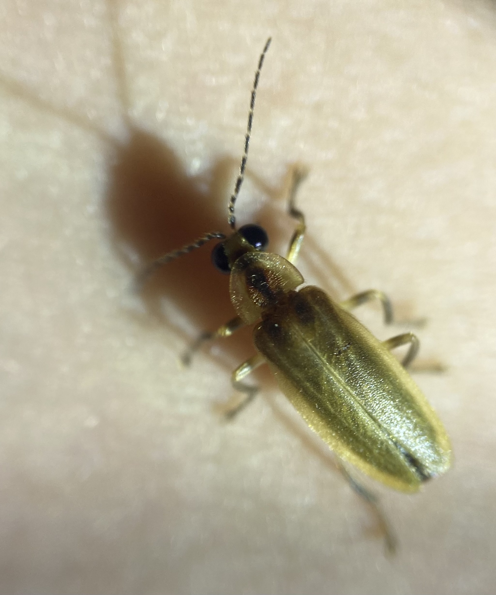 Photuris pennsylvanica (De Geer, 1774)