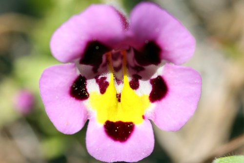 tricolor monkeyflower (Mimulus tricolor) · iNaturalist