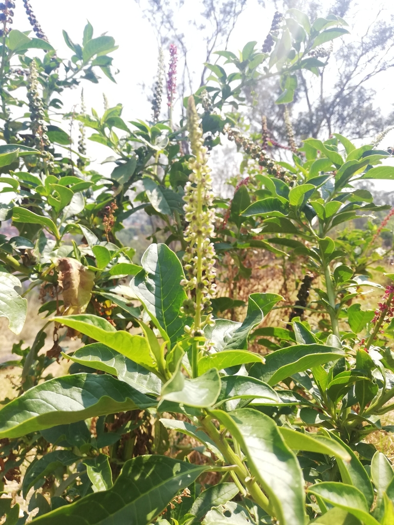Mexican pokeweed from Río Mixcoac, Ciudad de México, CDMX, México on ...