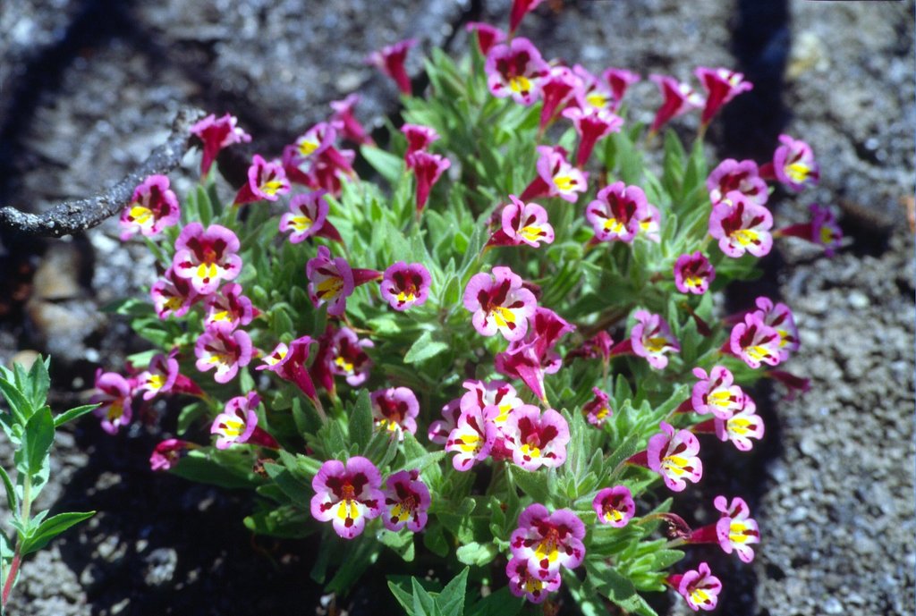 mimulus tricolor (Vernal Pools of Prairie City SVRA) · BioDiversity4All
