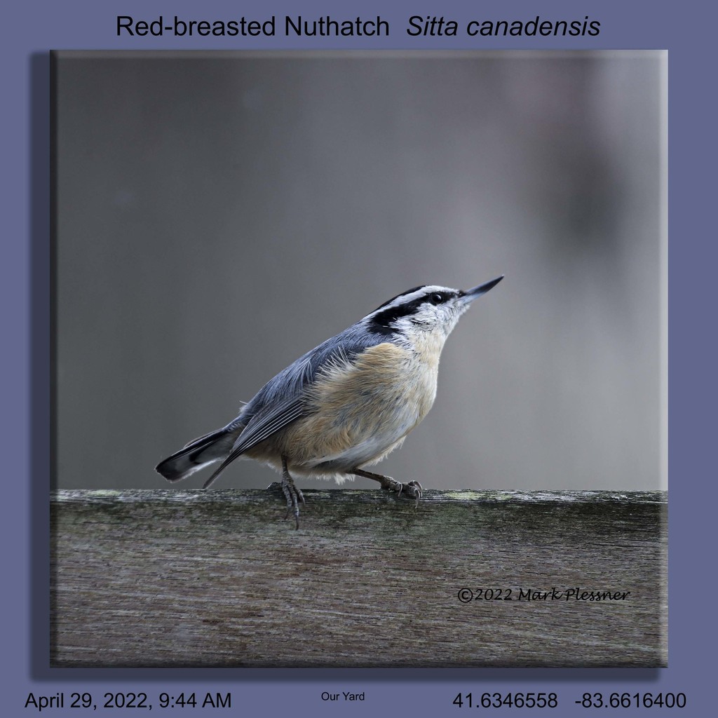 Red-breasted Nuthatch from Reynolds Corners, Toledo, OH, USA on April ...