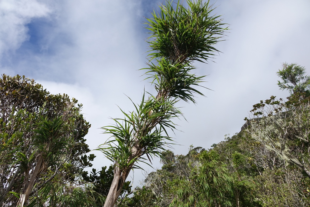 (Yushania madagascariensis) - Botanical Realm