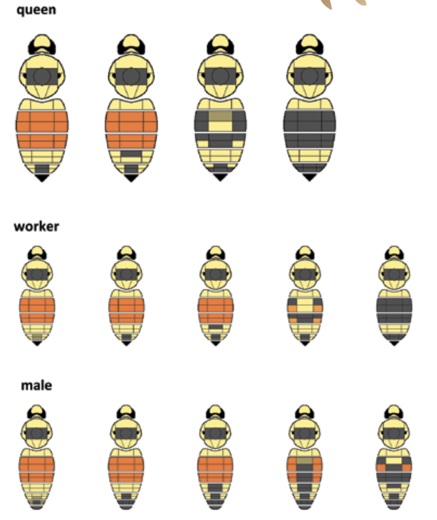 Forest Bumble Bee (Yosemite National Park Bumble Bee Guide 🐝) · iNaturalist
