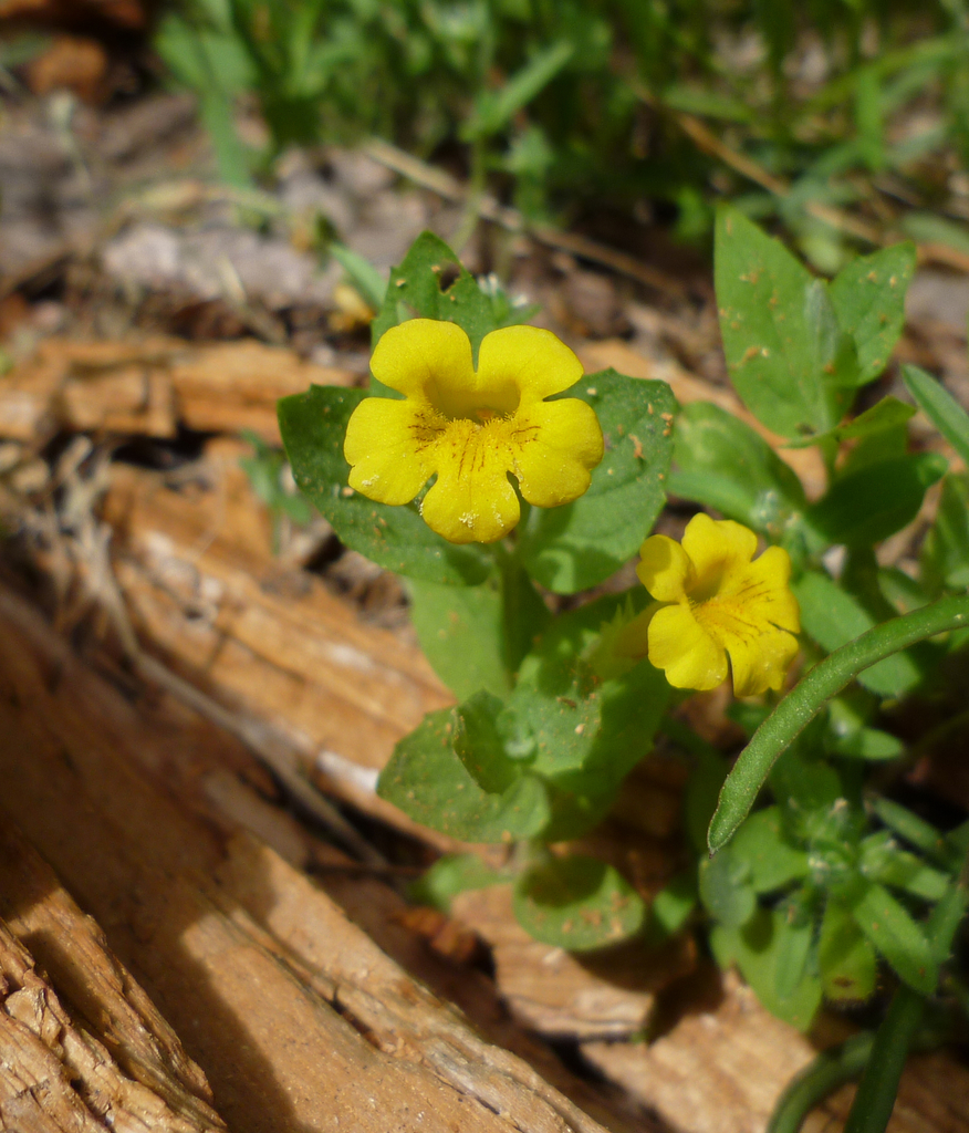musk monkeyflower (Puentes Nisene Marks) · iNaturalist