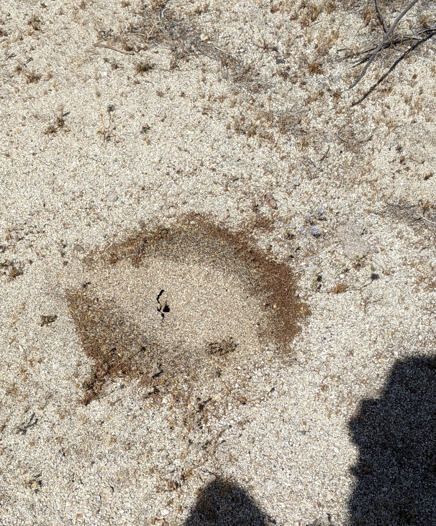 Veromessor pergandei from Borrego Springs, CA 92004, USA on April 07 ...