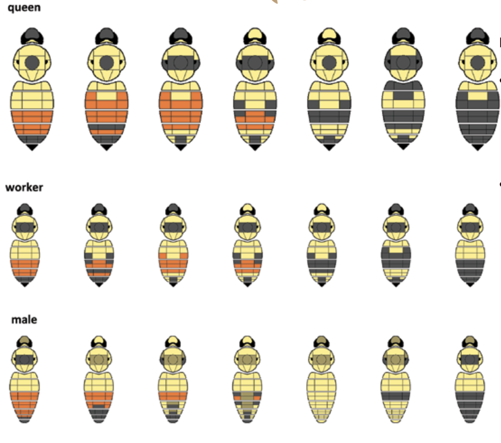 Red-belted Bumble Bee (Mount Rainier National Park Pollinator Guide 🐝 🦋 ...