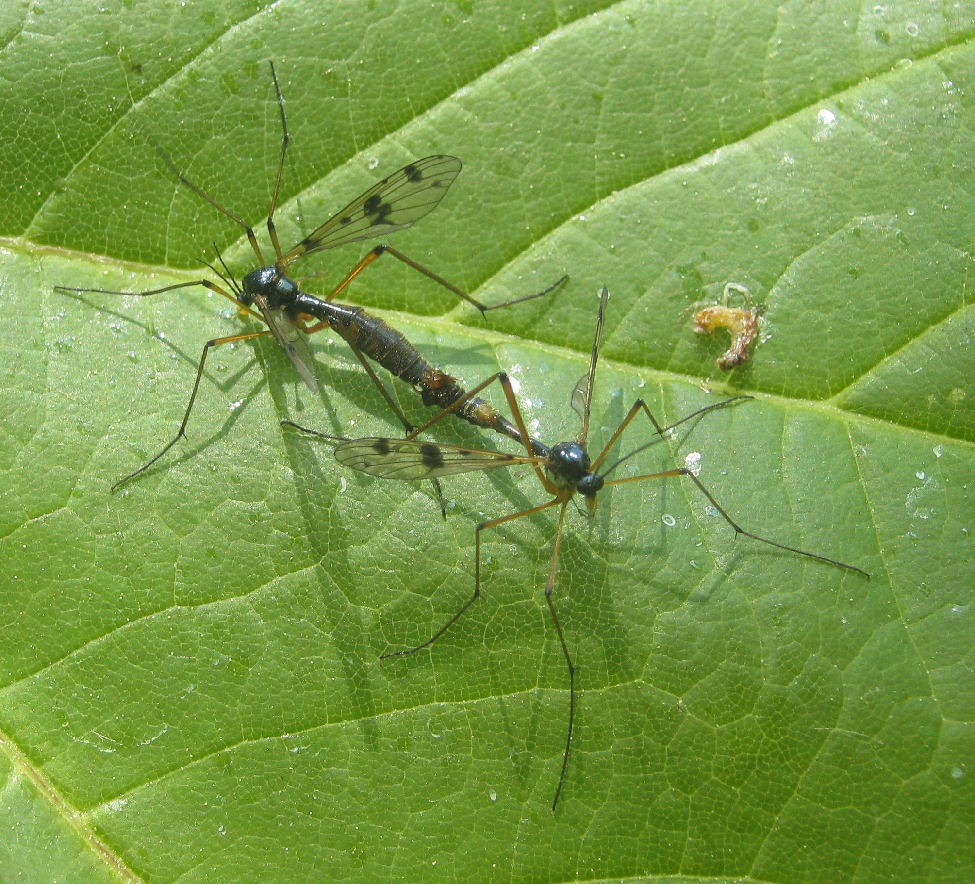 Ptychoptera contaminata (Linnaeus, 1758)