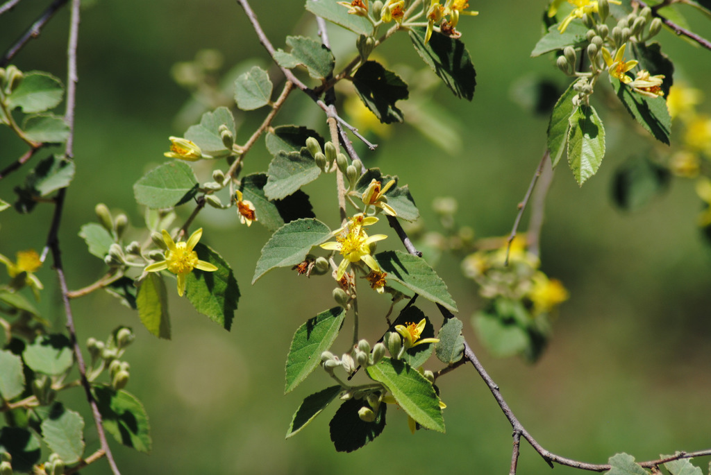 Donkeyberries from Nylsvley Nature Reserve on November 2, 2012 by ...