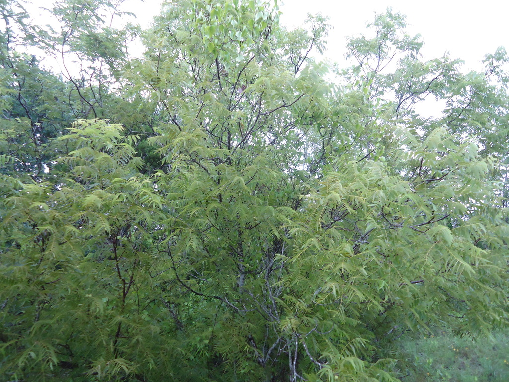 Little Walnut (Juglans microcarpa) - Botanical Realm