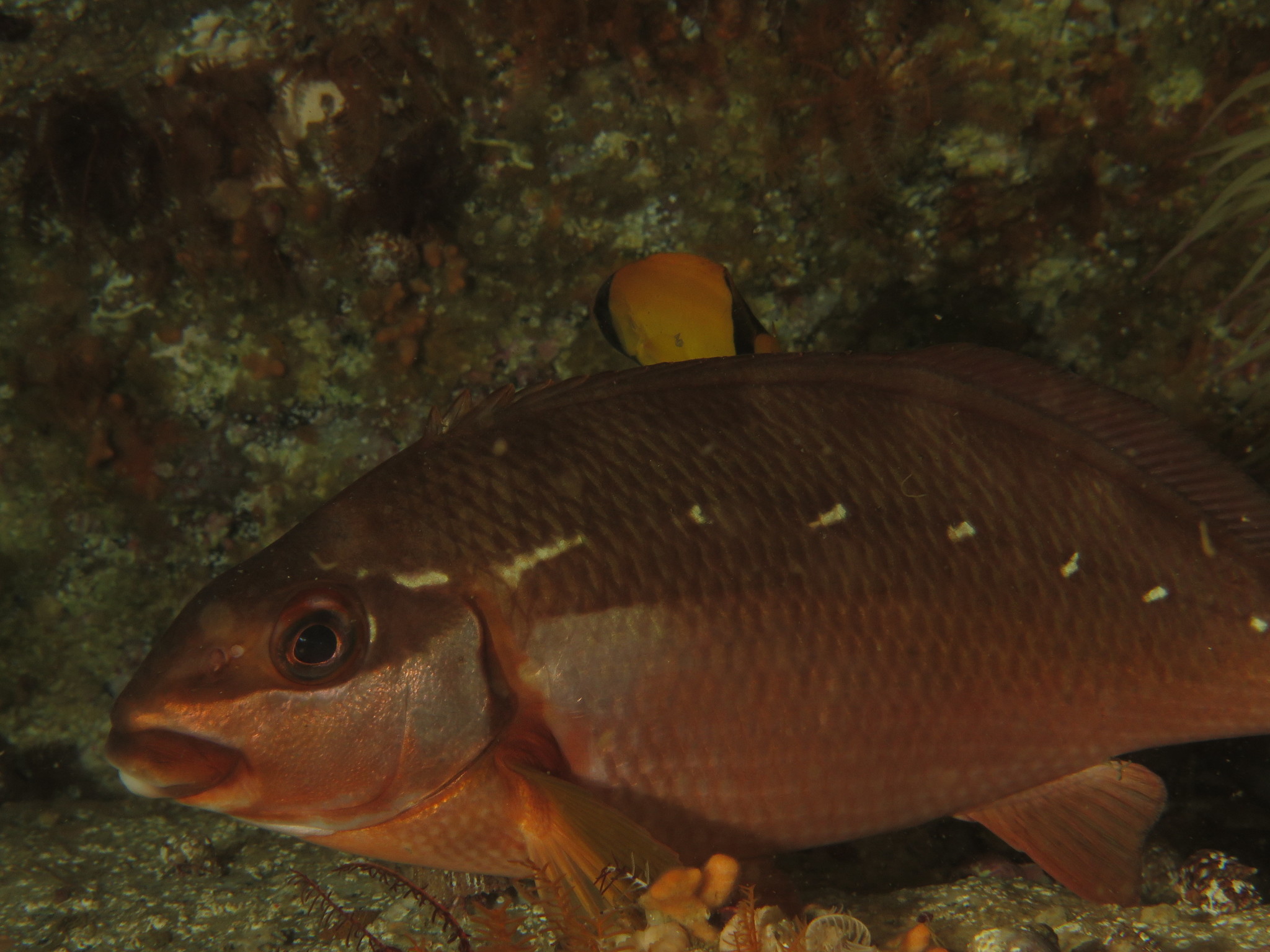 Chirodactylus brachydactylus (Cuvier, 1830)