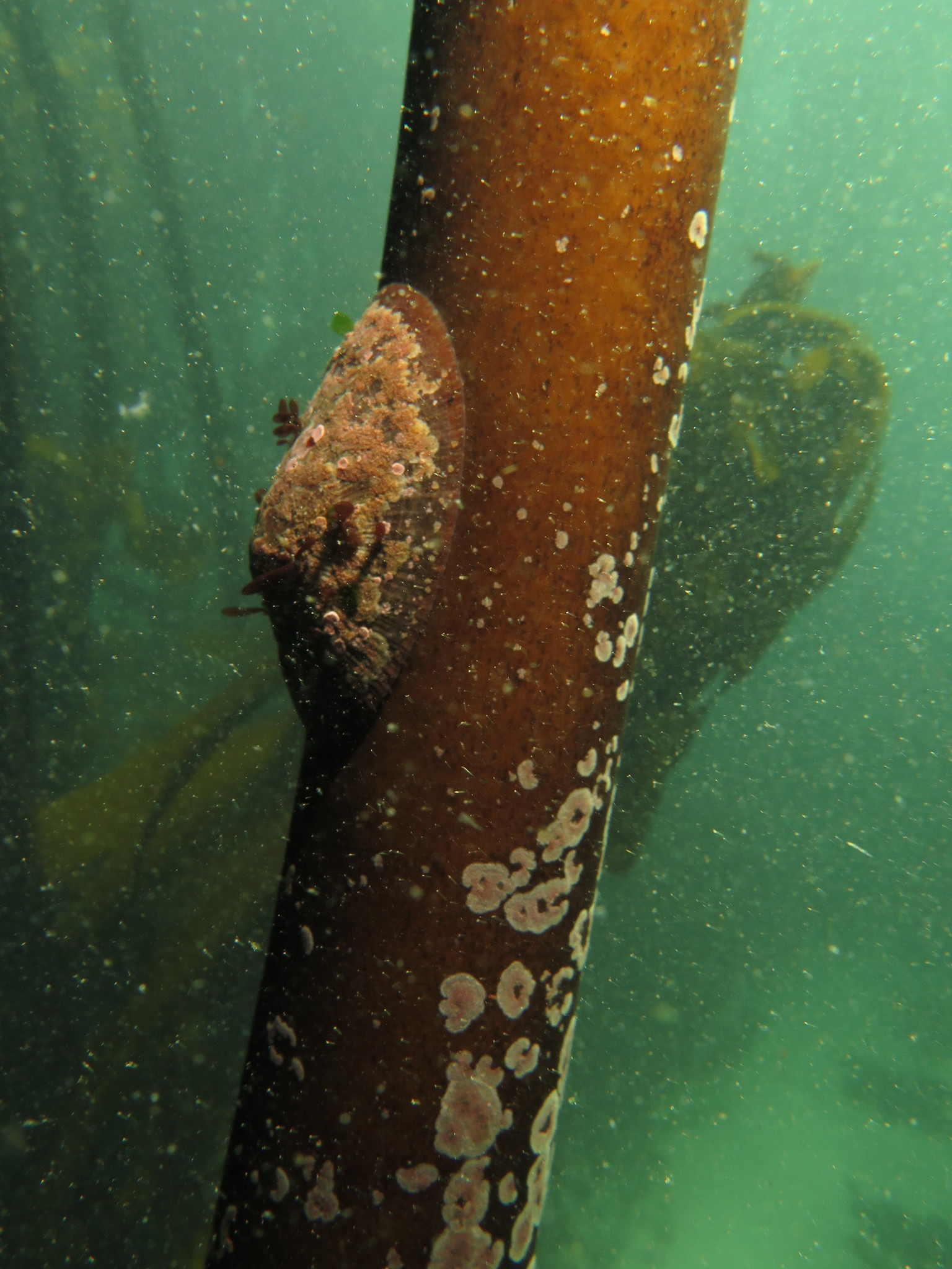 Cymbula compressa (Linnaeus, 1758)
