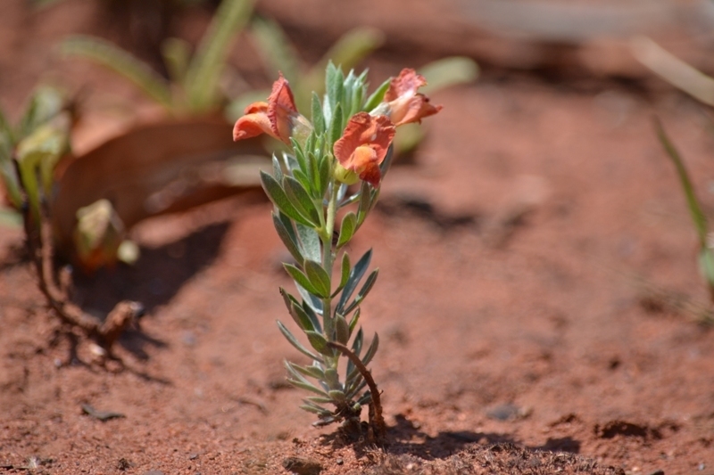 Frilly Pea from Proteadal, Krugersdorp: Protea caffra savanna grassland ...