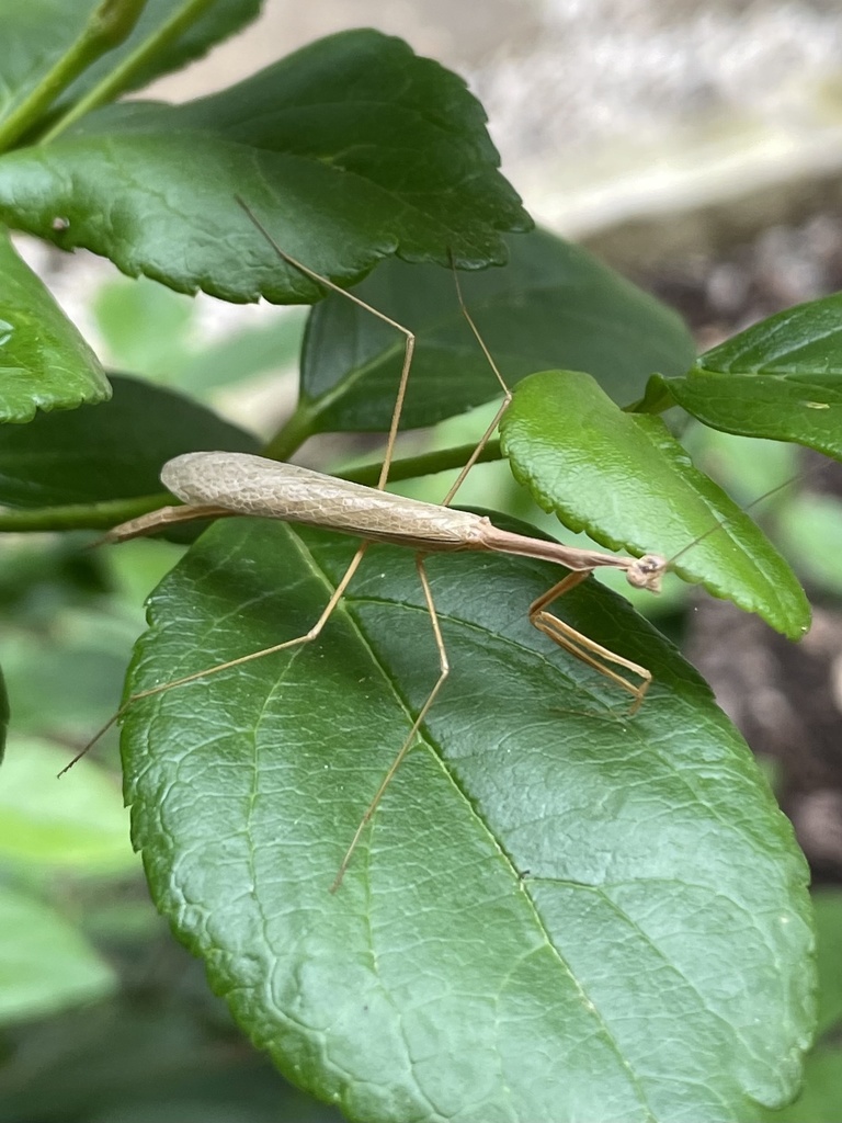Slim Mexican Mantis from Morgans Cir, San Antonio, TX, US on April 29 ...