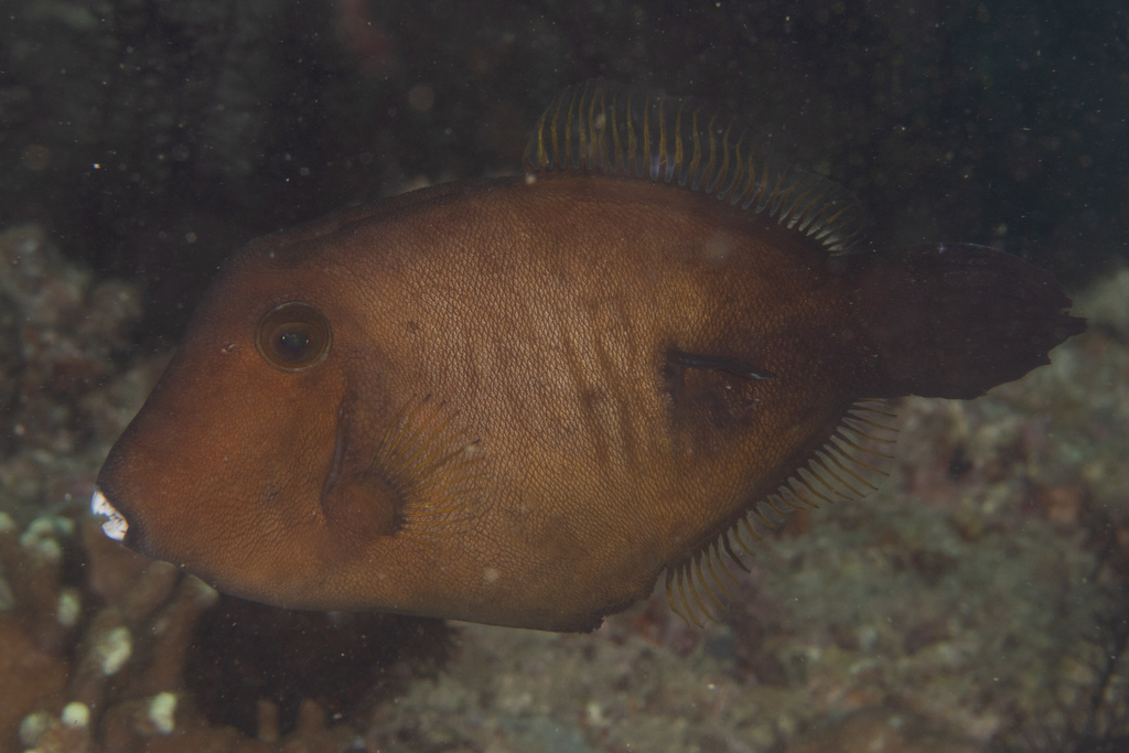Broom Filefish (Saltwater Fish of the Indo Pacific) · iNaturalist