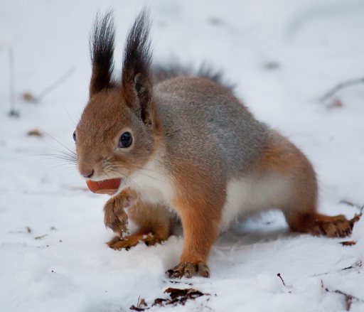 Eurasian Red Squirrel from Naro-Fominskiy rayon, RU-MS, RU on December ...