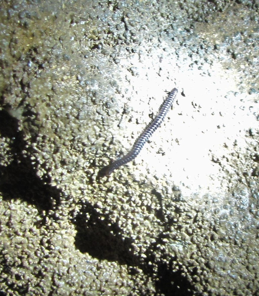 Millipedes from Jackson County, FL, USA on May 15, 2018 at 01:00 PM by ...