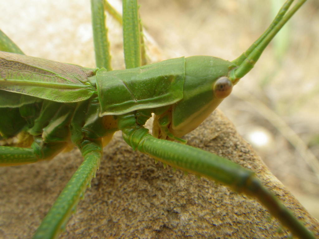 Eastern Black-winged Clonia from Kamberg Nature Reserve: Rocky hillside ...